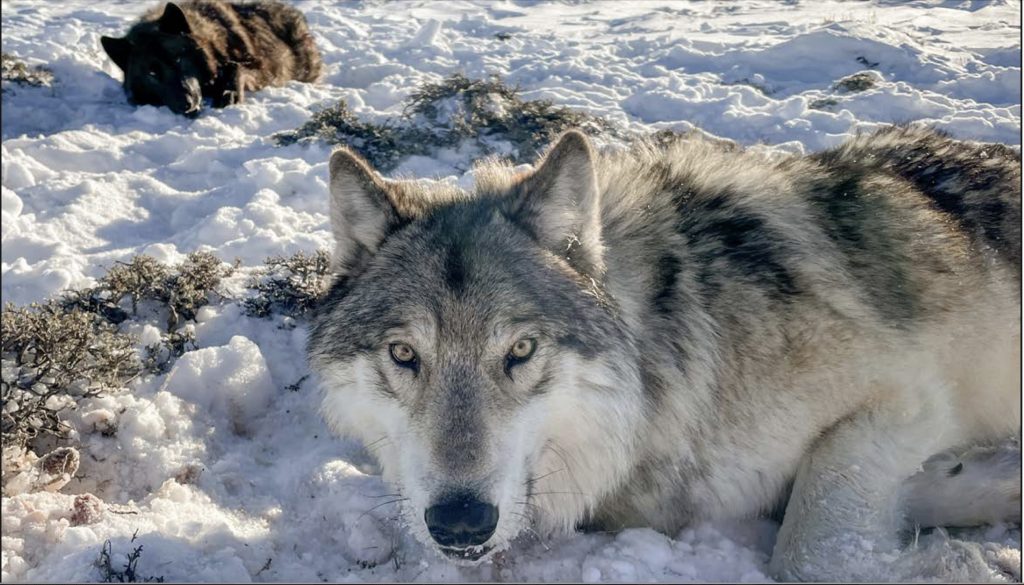 Colorado releases 5 gray wolves, fulfilling voter-approved ...